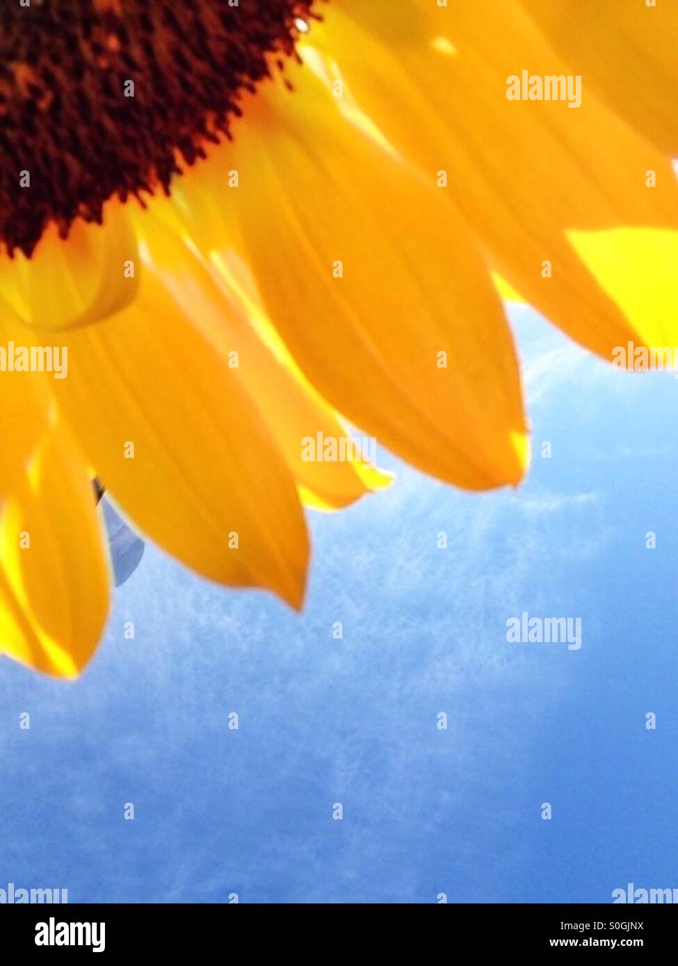 Helianthus botanical art hi-res stock photography and images - Alamy