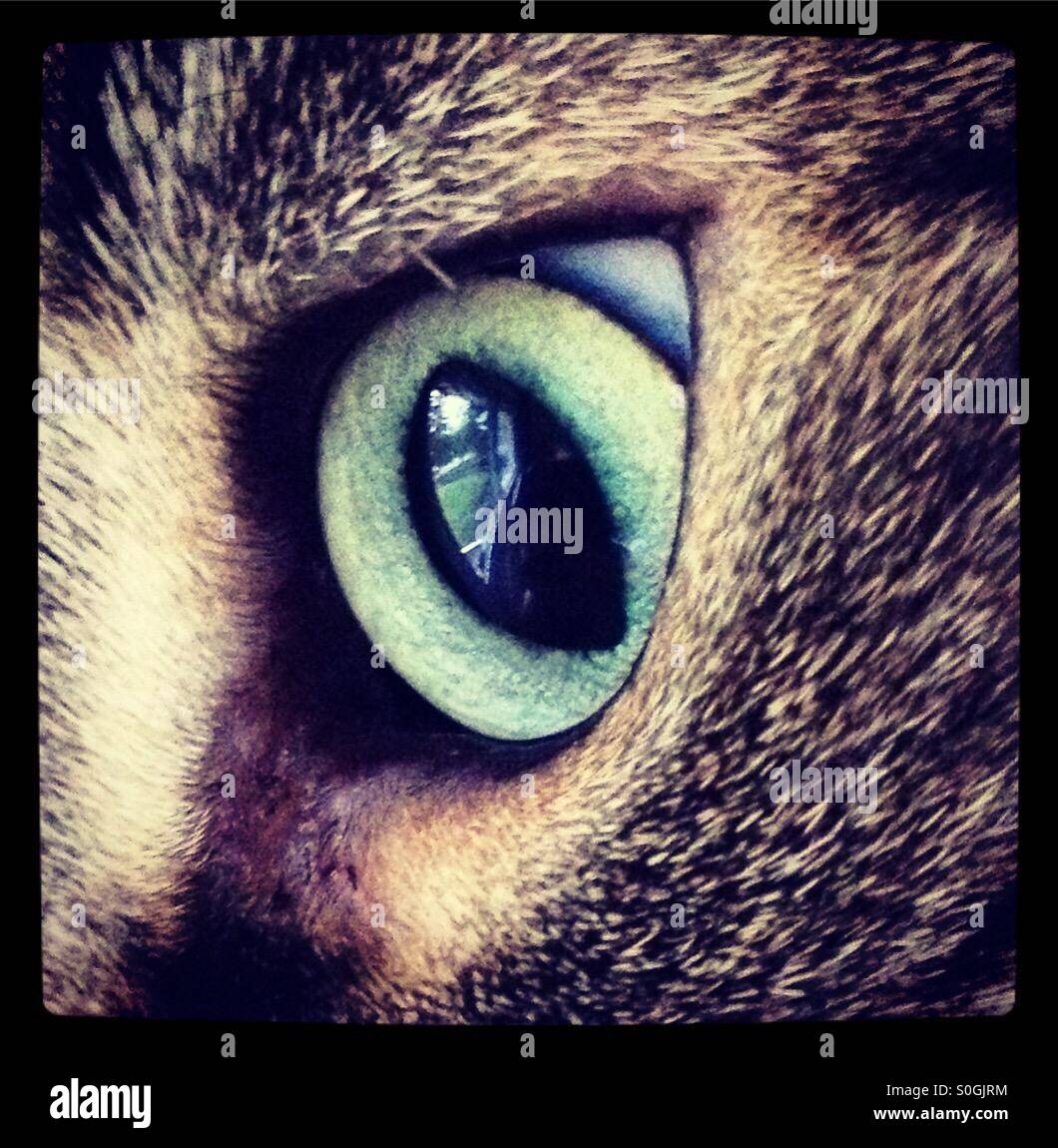 Animal eye sight hi-res stock photography and images - Alamy