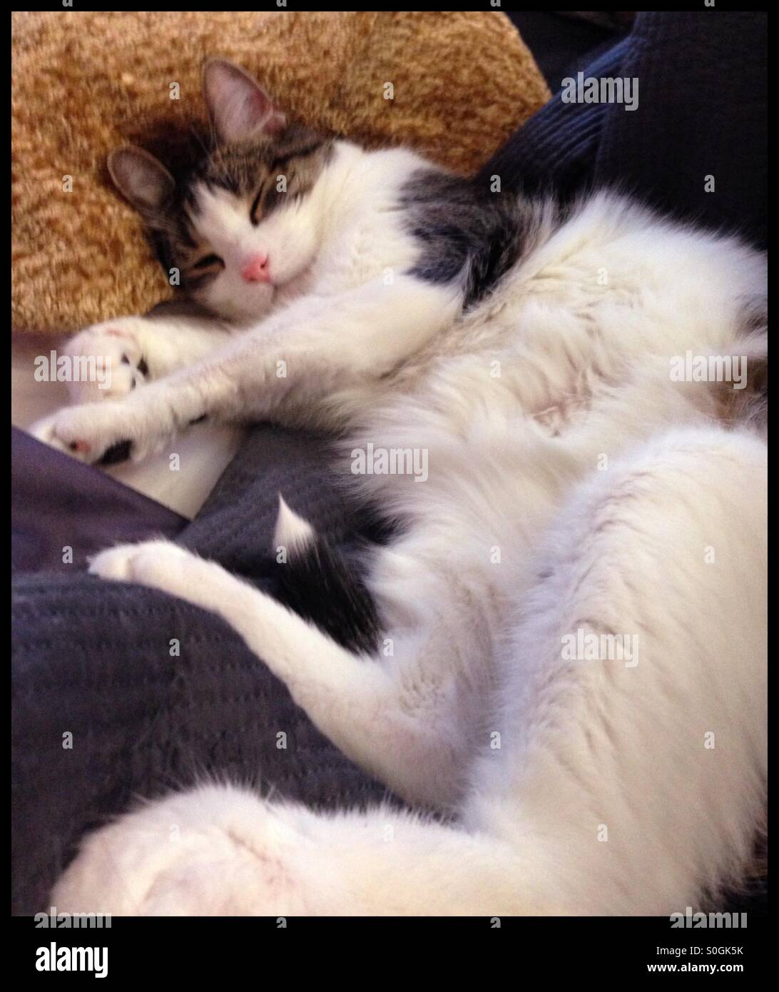Charlie the cat hi-res stock photography and images - Alamy