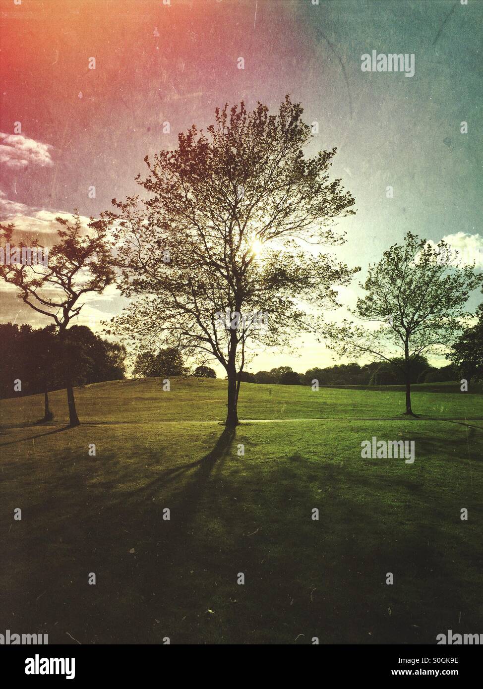 Trees and shadows Stock Photo - Alamy