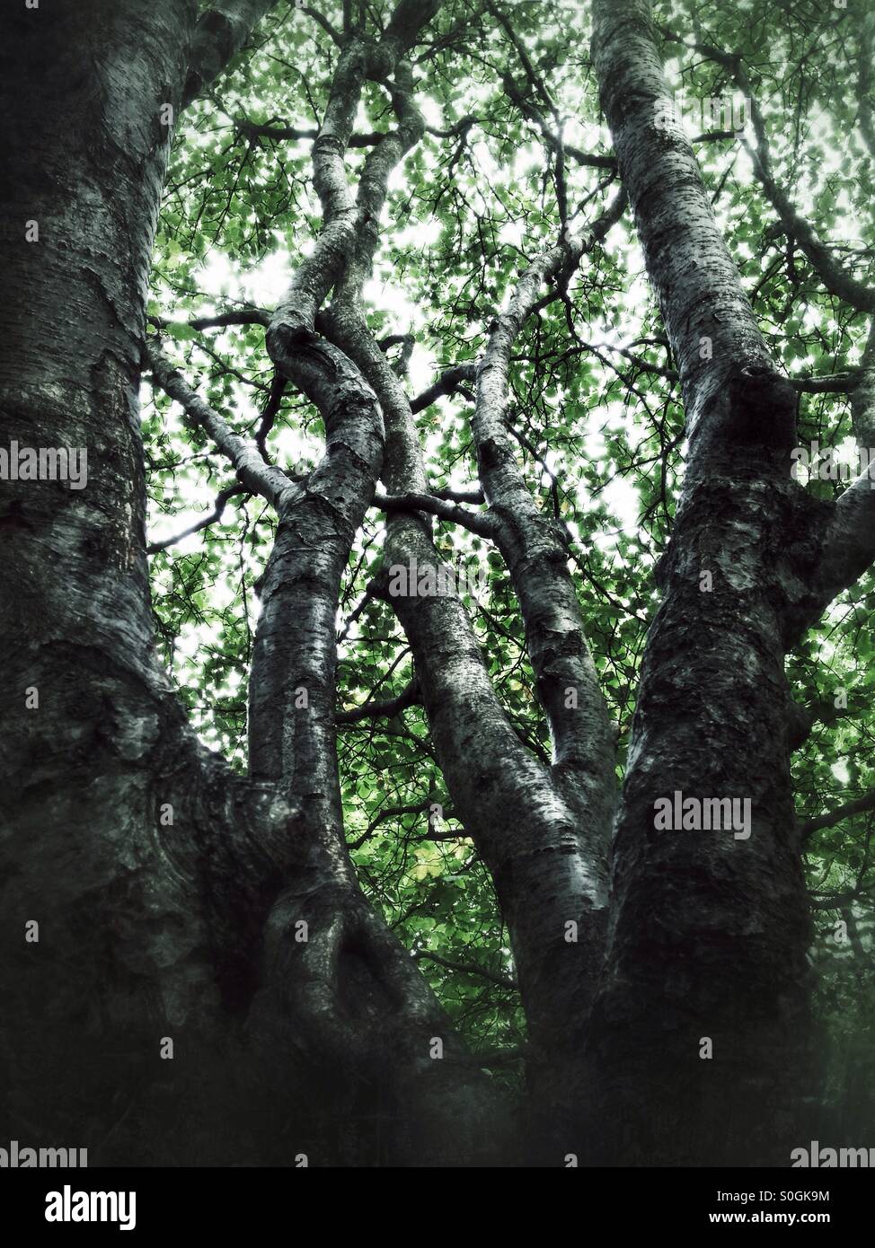 Gnarly tree hi-res stock photography and images - Alamy