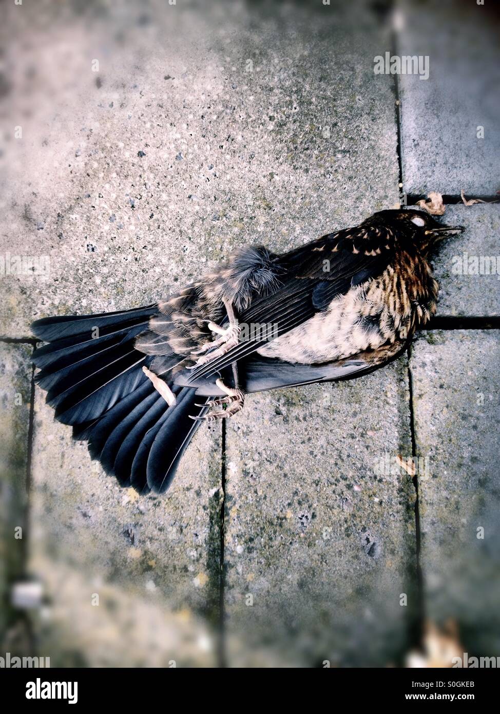 Dead garden bird hi-res stock photography and images - Alamy