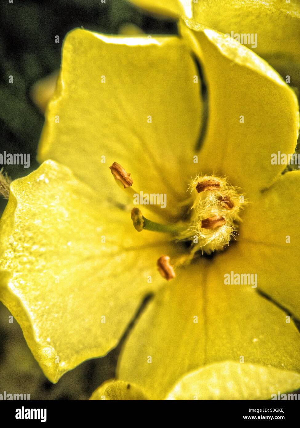 Verbascum flower hi-res stock photography and images - Alamy