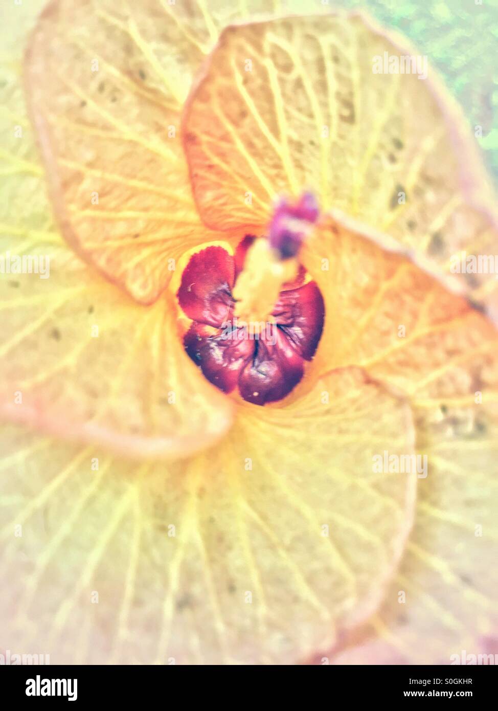 Close up patterns hi-res stock photography and images - Alamy