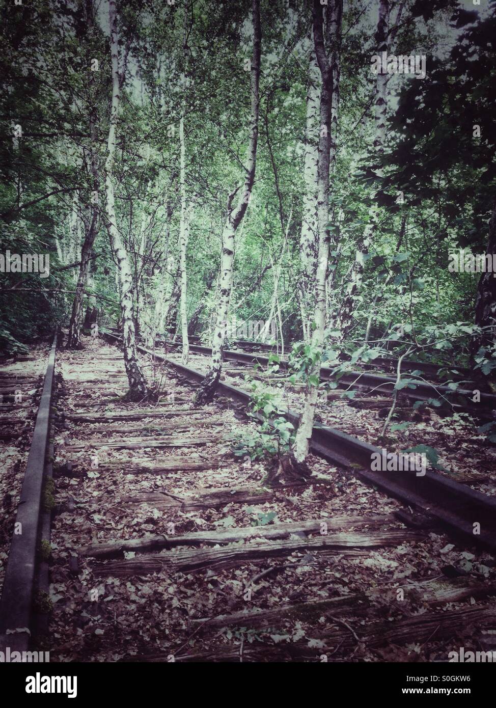 Trees and tracks hi-res stock photography and images - Alamy