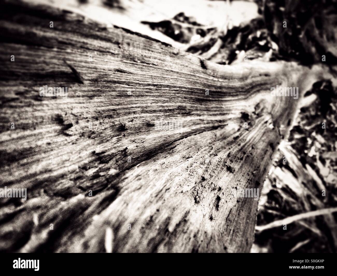 Inside the stem hi-res stock photography and images - Alamy