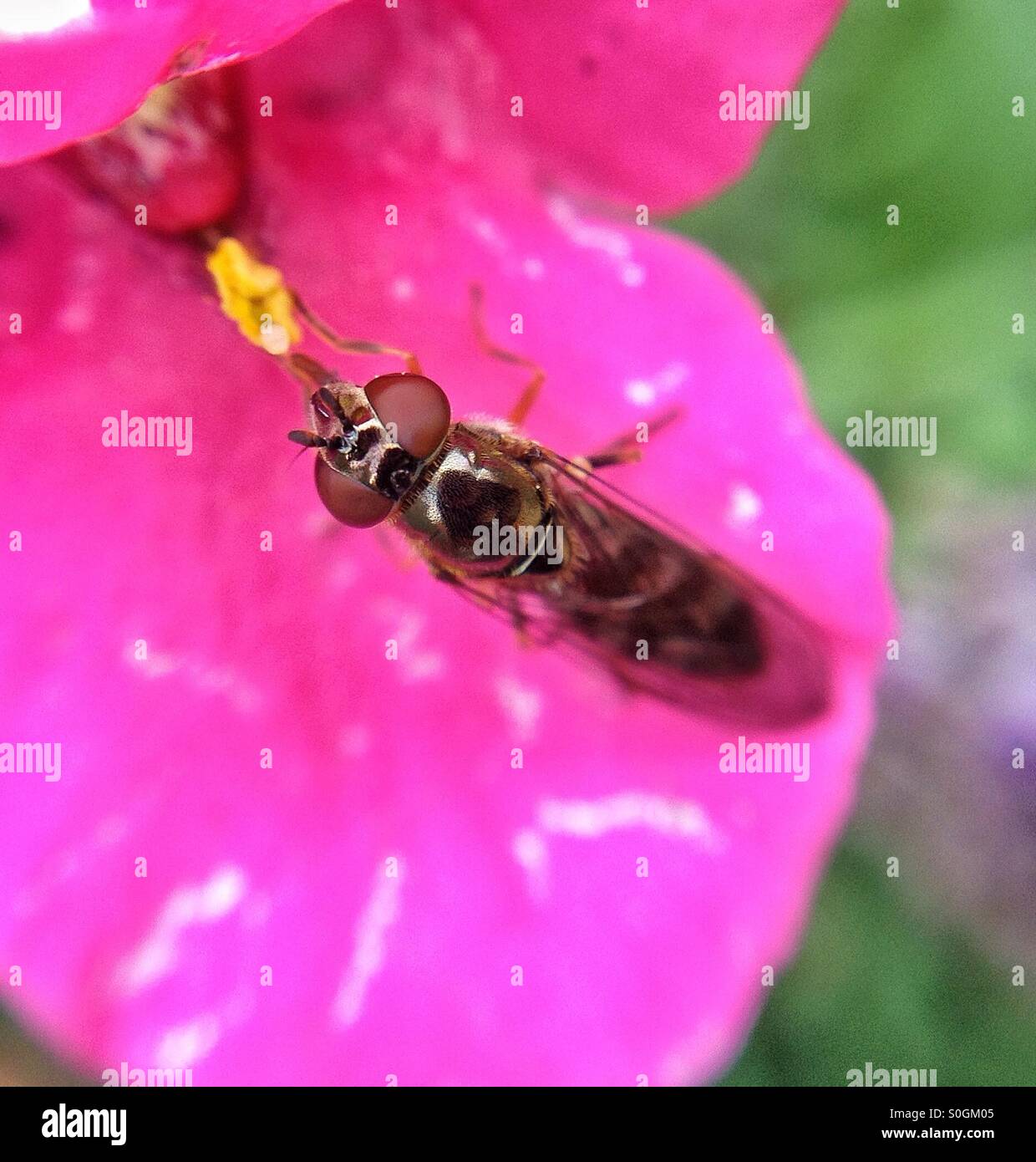 Hover fly on pink flower Stock Photo - Alamy