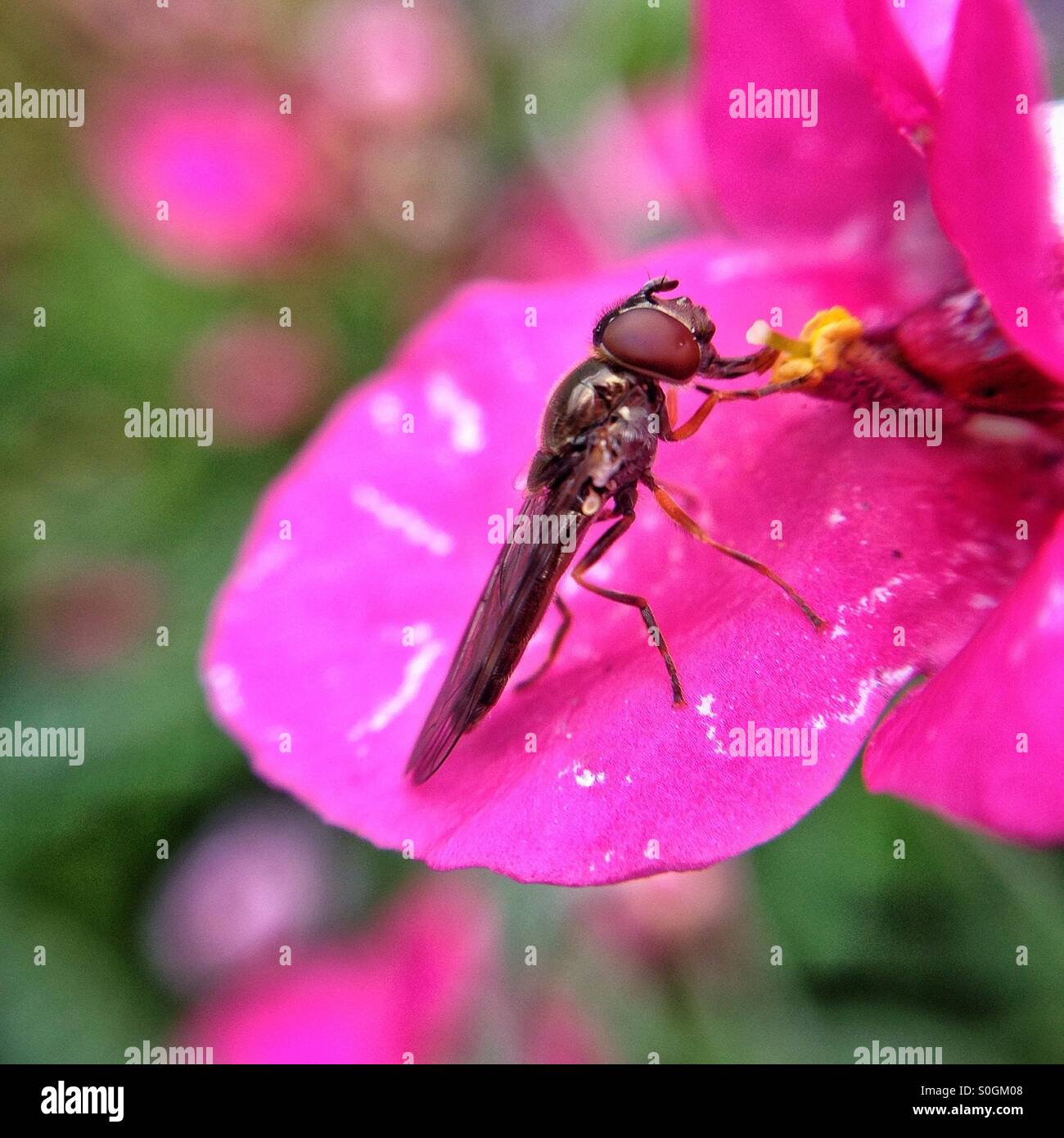 Hover fly on pink flower Stock Photo - Alamy