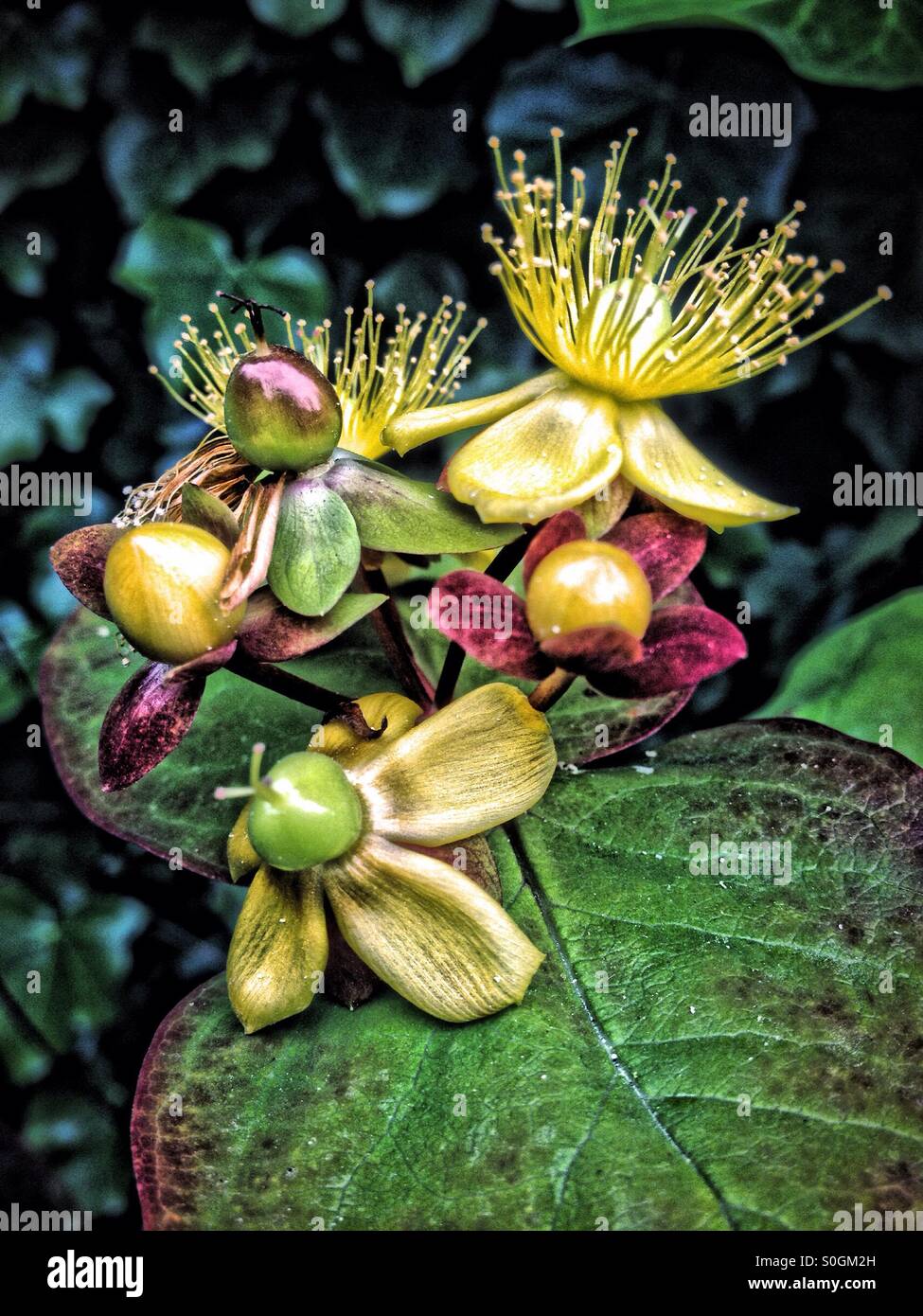 Hypericum flowers hi-res stock photography and images - Alamy