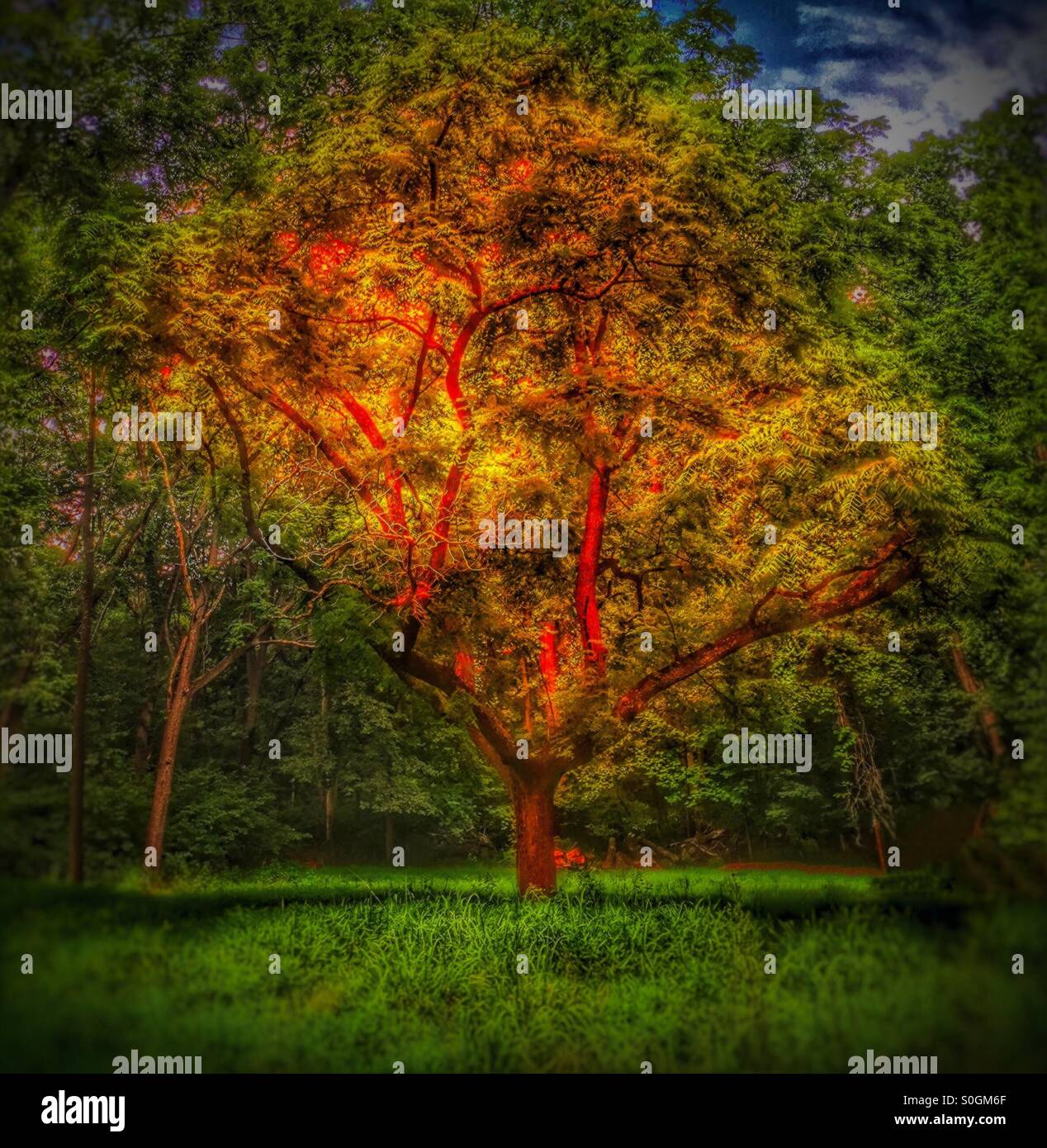 Radiant tree hi-res stock photography and images - Alamy