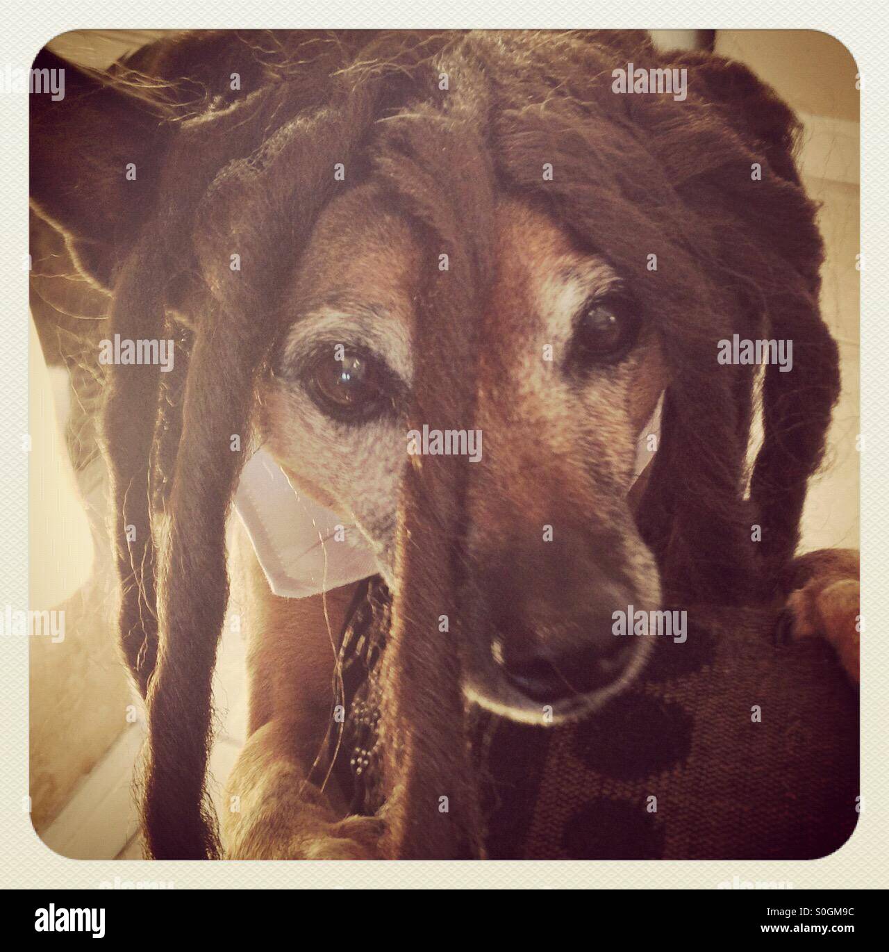 Brown dog wearing Dreadlock wig Stock Photo - Alamy