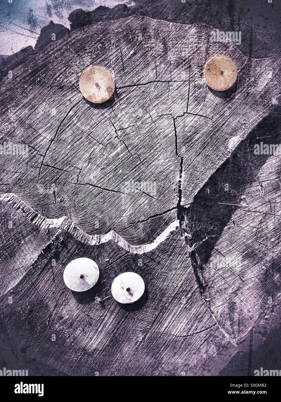 Rings year tree hi-res stock photography and images - Alamy