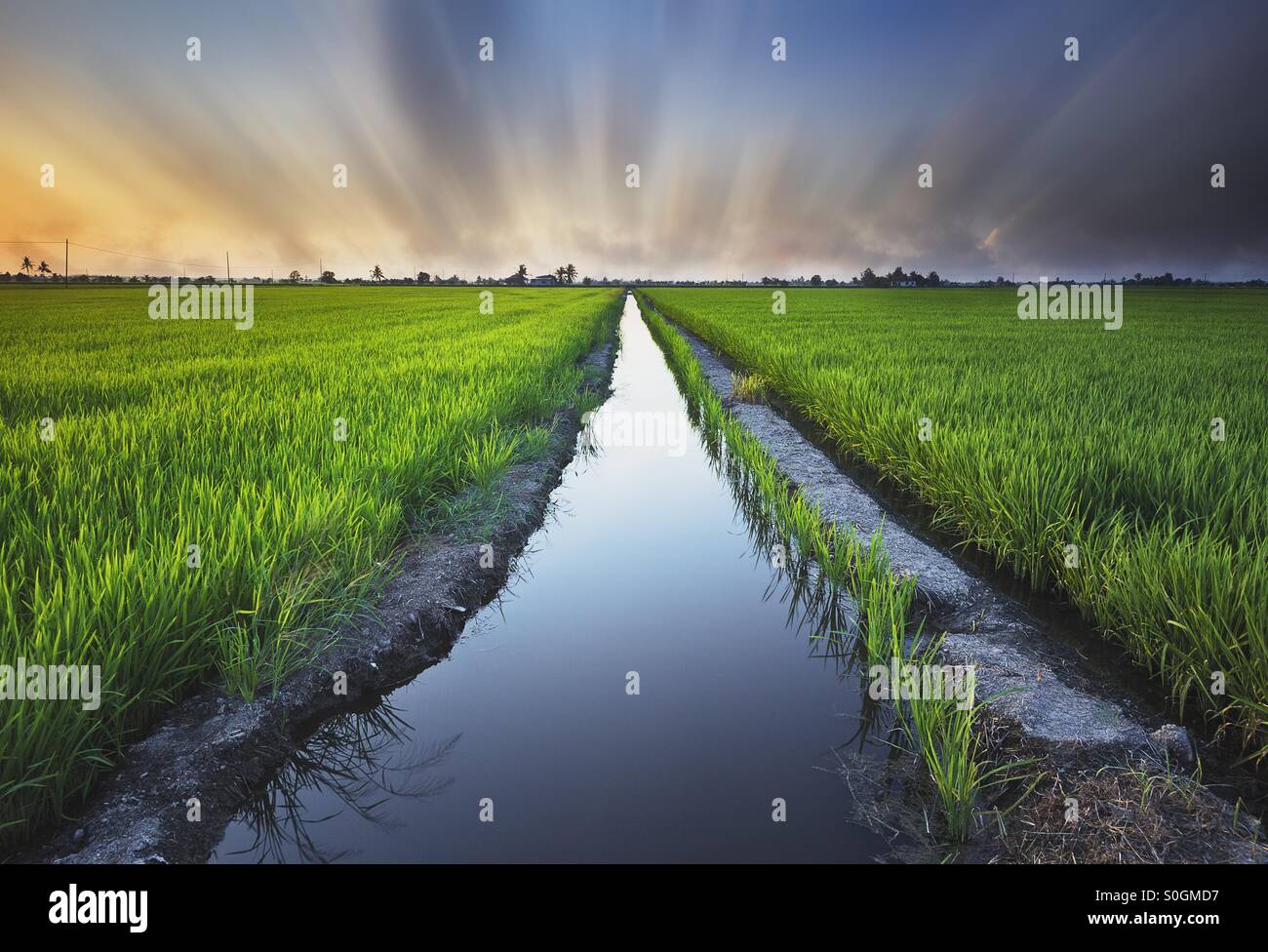 Paddy field at sunset hi-res stock photography and images - Alamy