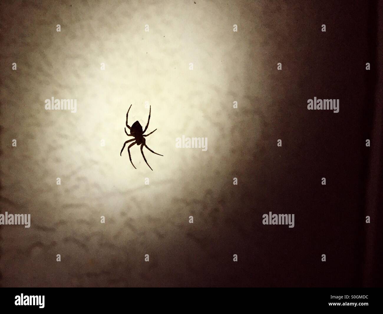 Floating bug hi-res stock photography and images - Alamy