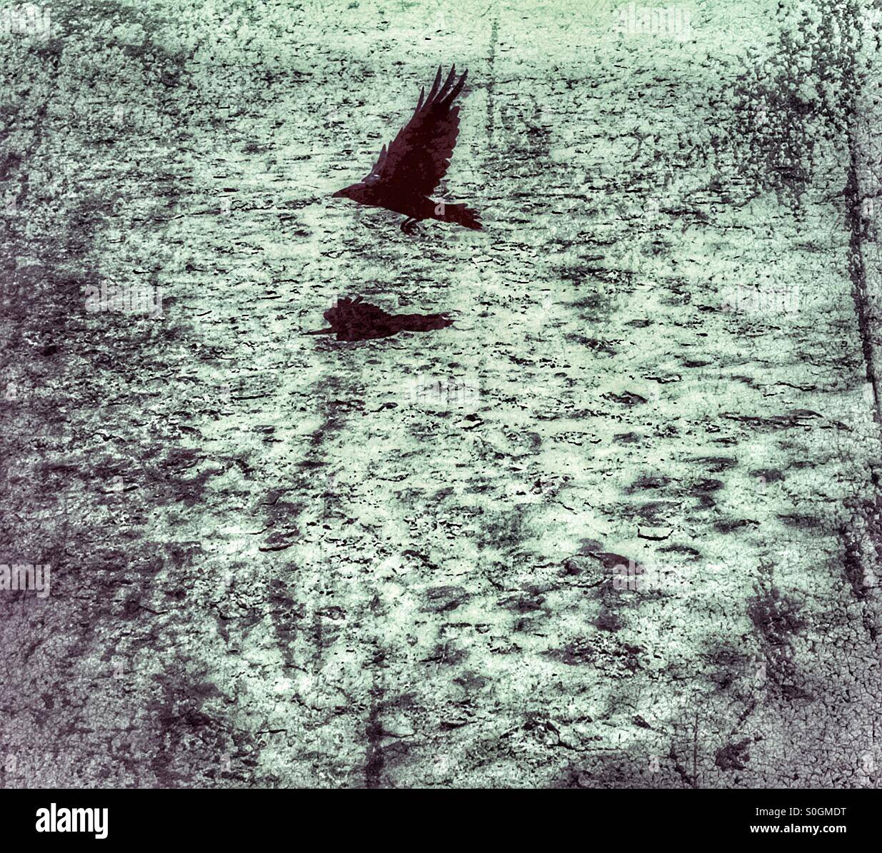 Bird shadow beach hi-res stock photography and images - Alamy