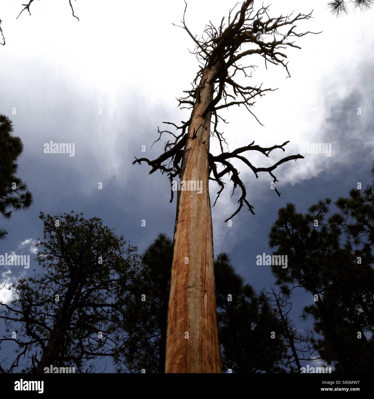Burnt dead tree hi-res stock photography and images - Alamy
