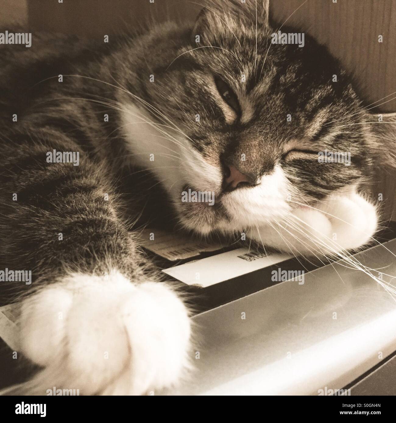 Bored cat hi-res stock photography and images - Alamy