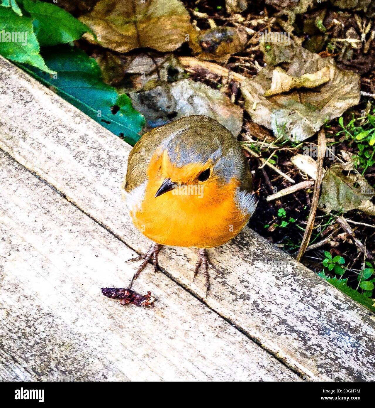A Robin lands on a bench Stock Photo - Alamy