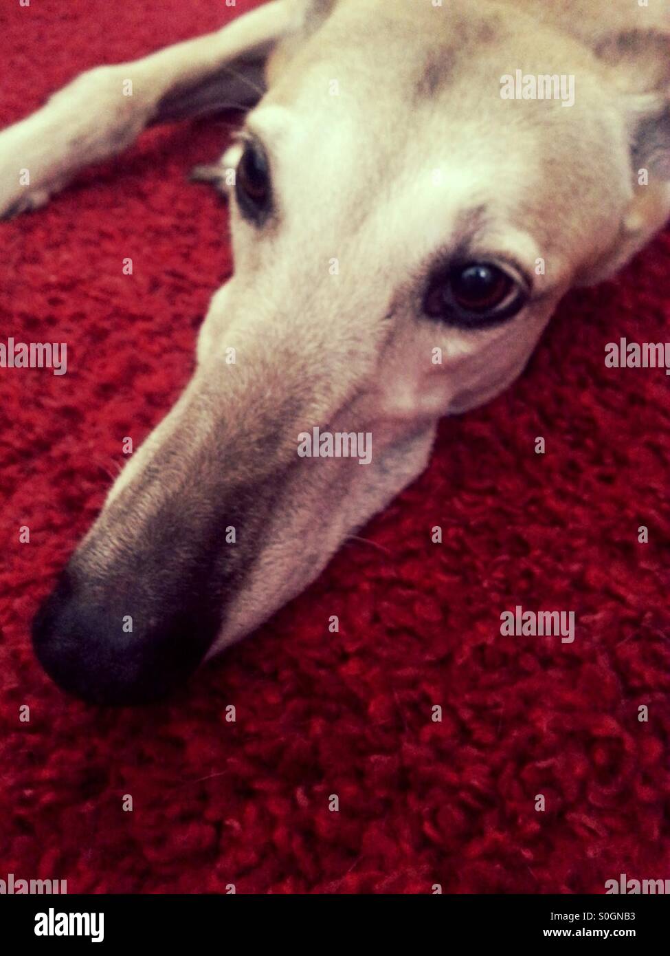 Ex Racing Greyhound High Resolution Stock Photography and Images - Alamy