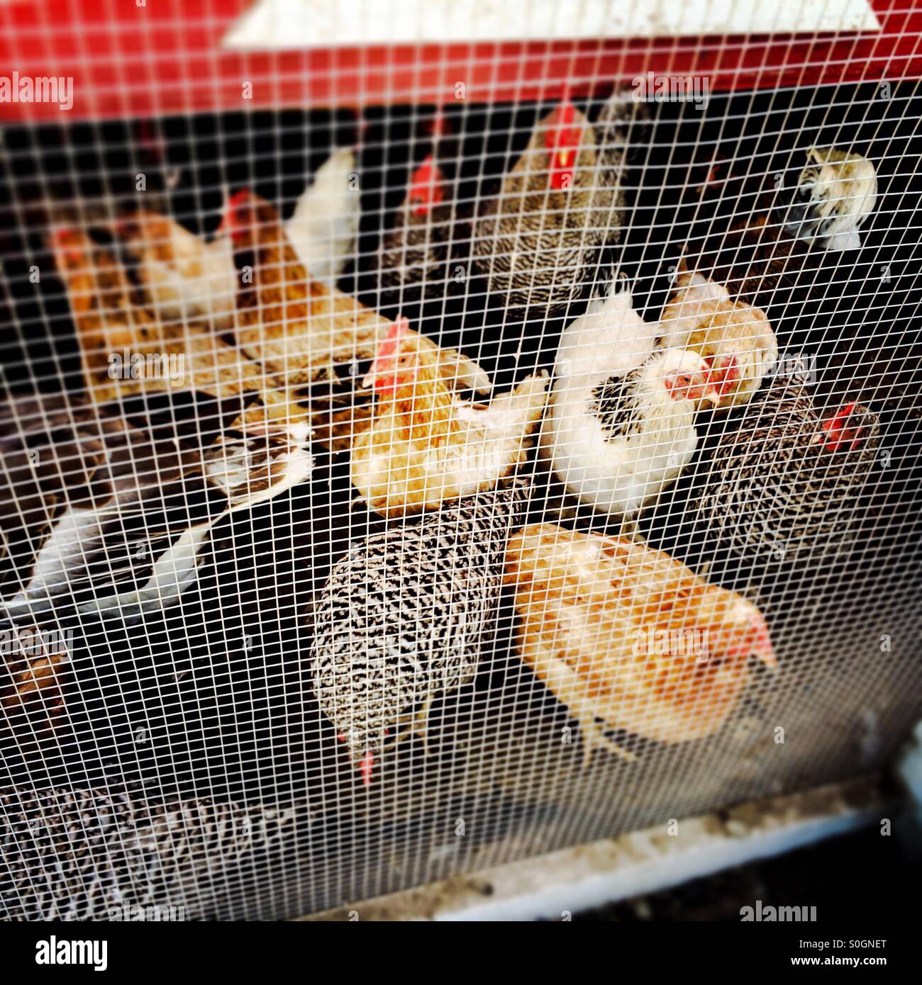 Hen pen hi-res stock photography and images - Alamy