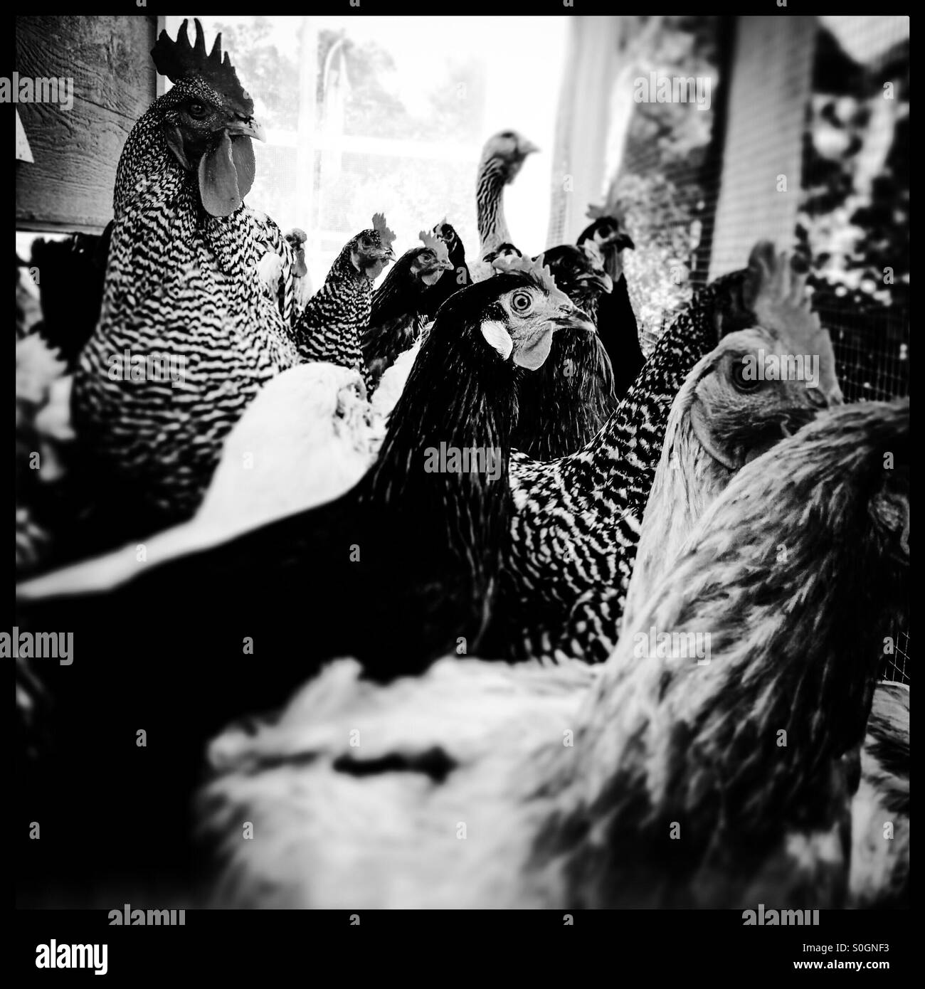 Pen hen Black and White Stock Photos & Images - Alamy