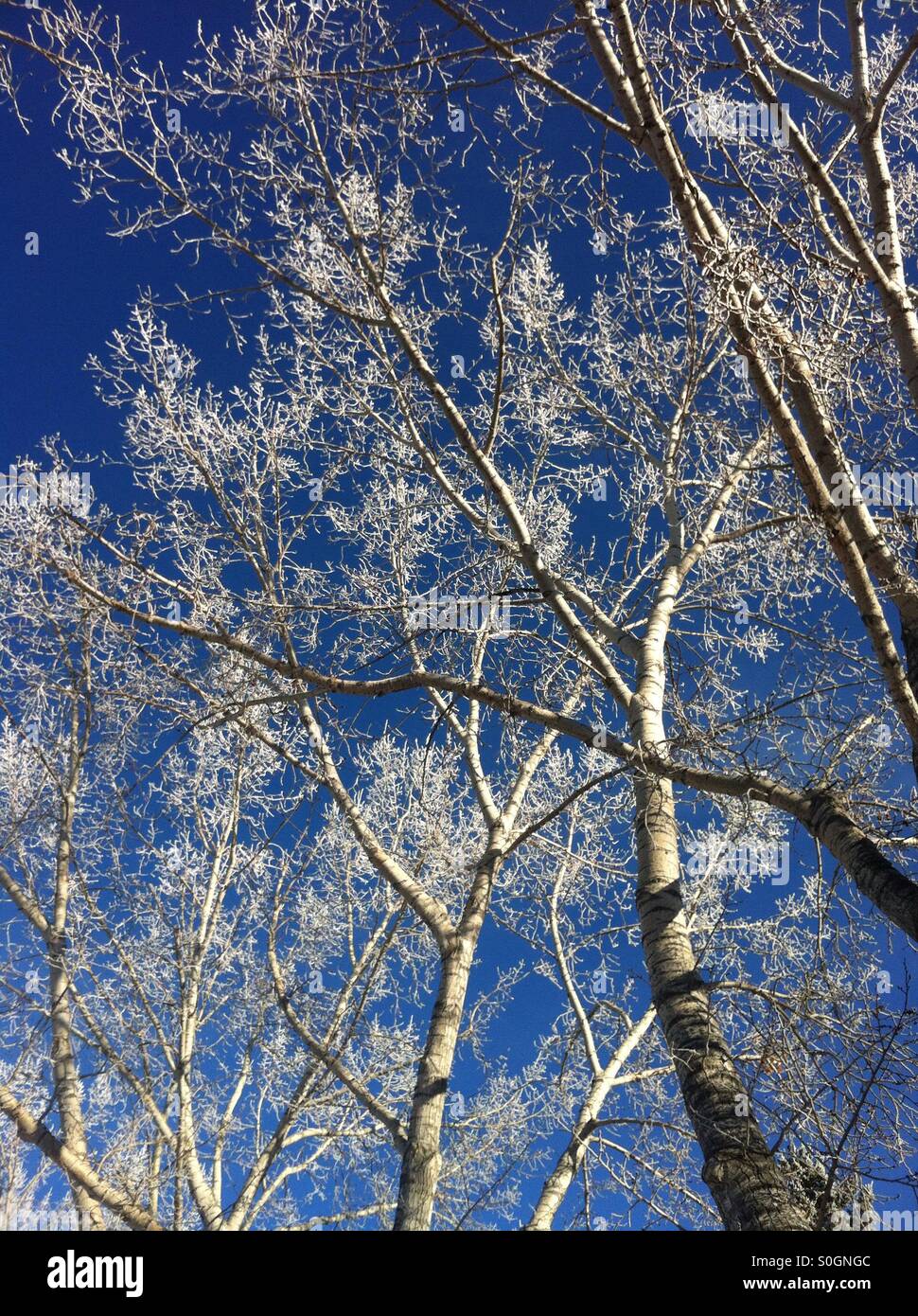 Calgary trees hi-res stock photography and images - Alamy