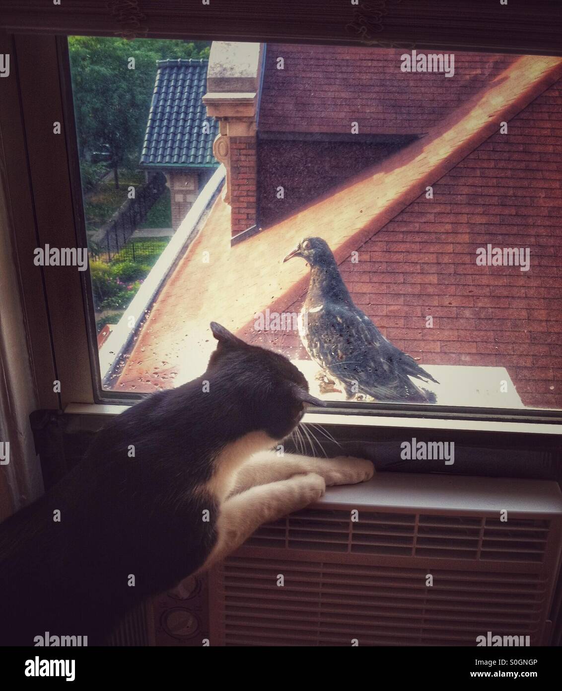 Cat stares through window at pigeon perched on air conditioner Stock ...