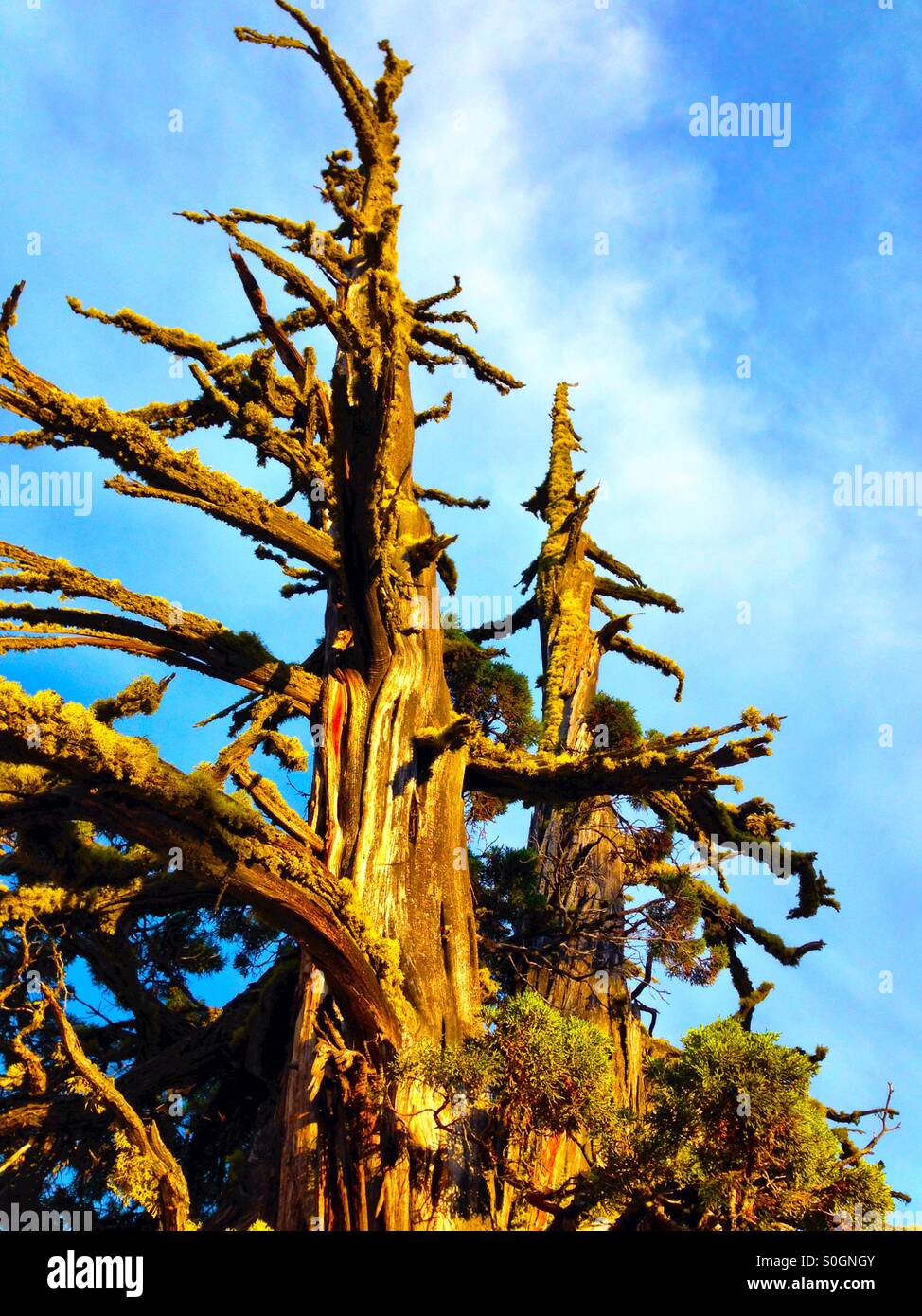 Weathered trees hi-res stock photography and images - Alamy