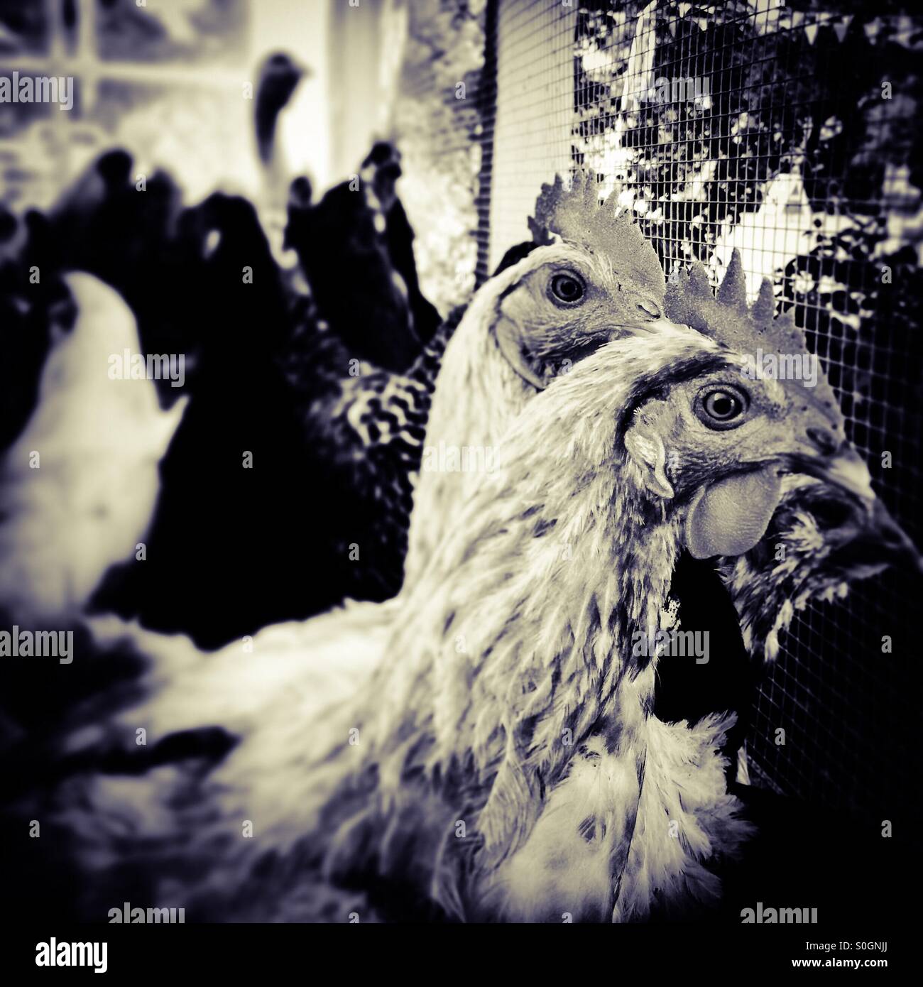 Chickens in a pen Stock Photo - Alamy