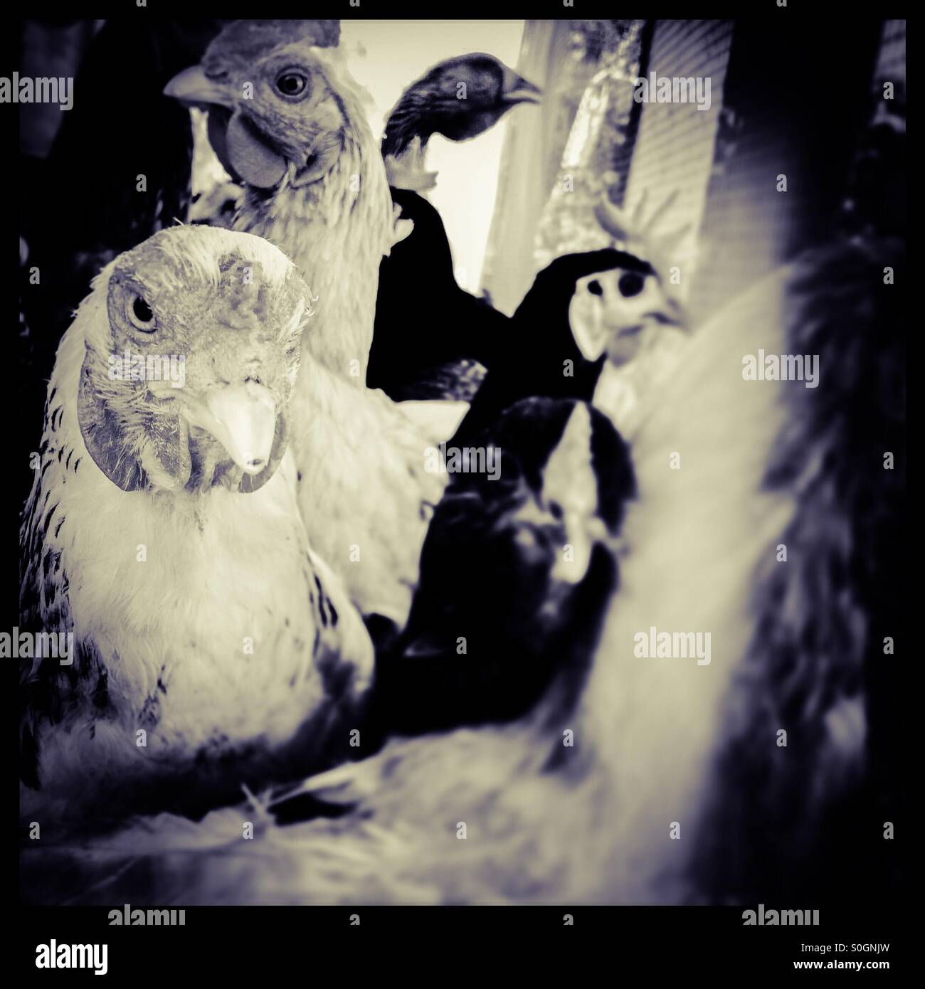 Hen pen hi-res stock photography and images - Alamy