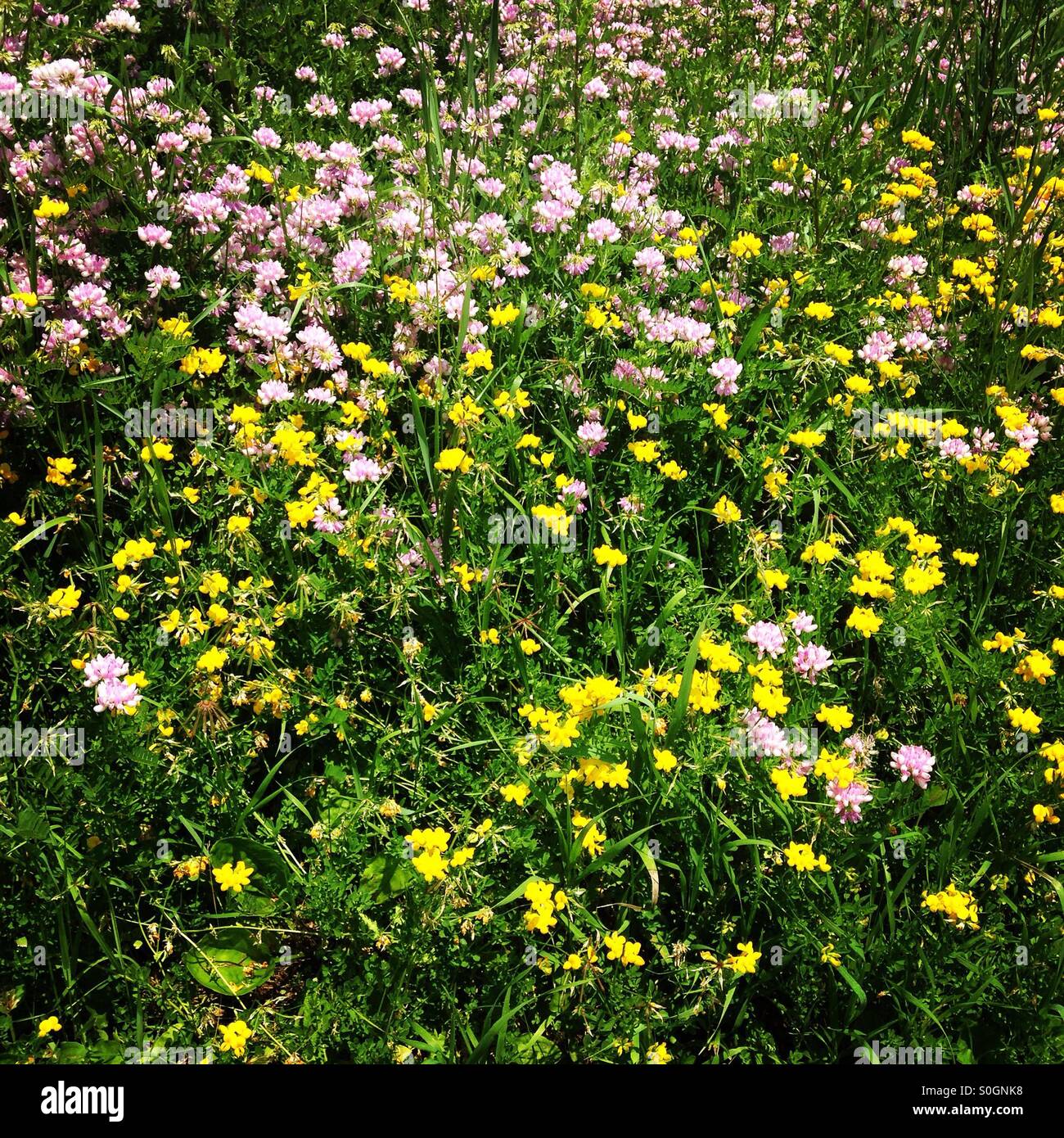 Minnesota flowers hi-res stock photography and images - Alamy