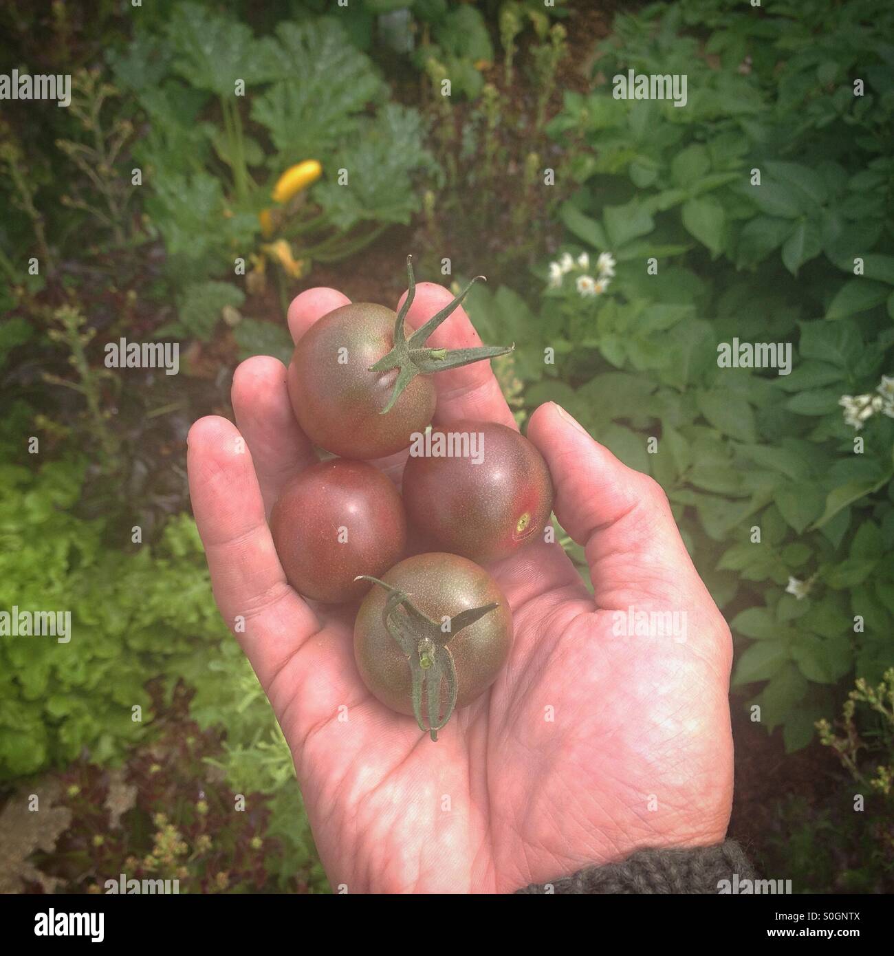 Handful of black cherry tomatoes with courgette, potato and lettuce ...