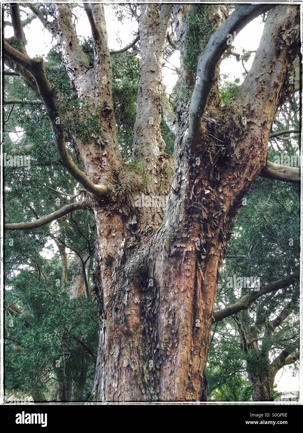 Yellowwood tree. (Podocarpus falcatus Stock Photo - Alamy