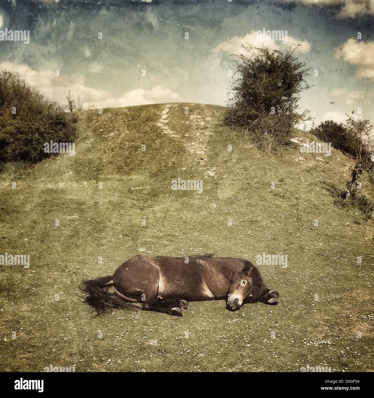 Native pony hi-res stock photography and images - Alamy