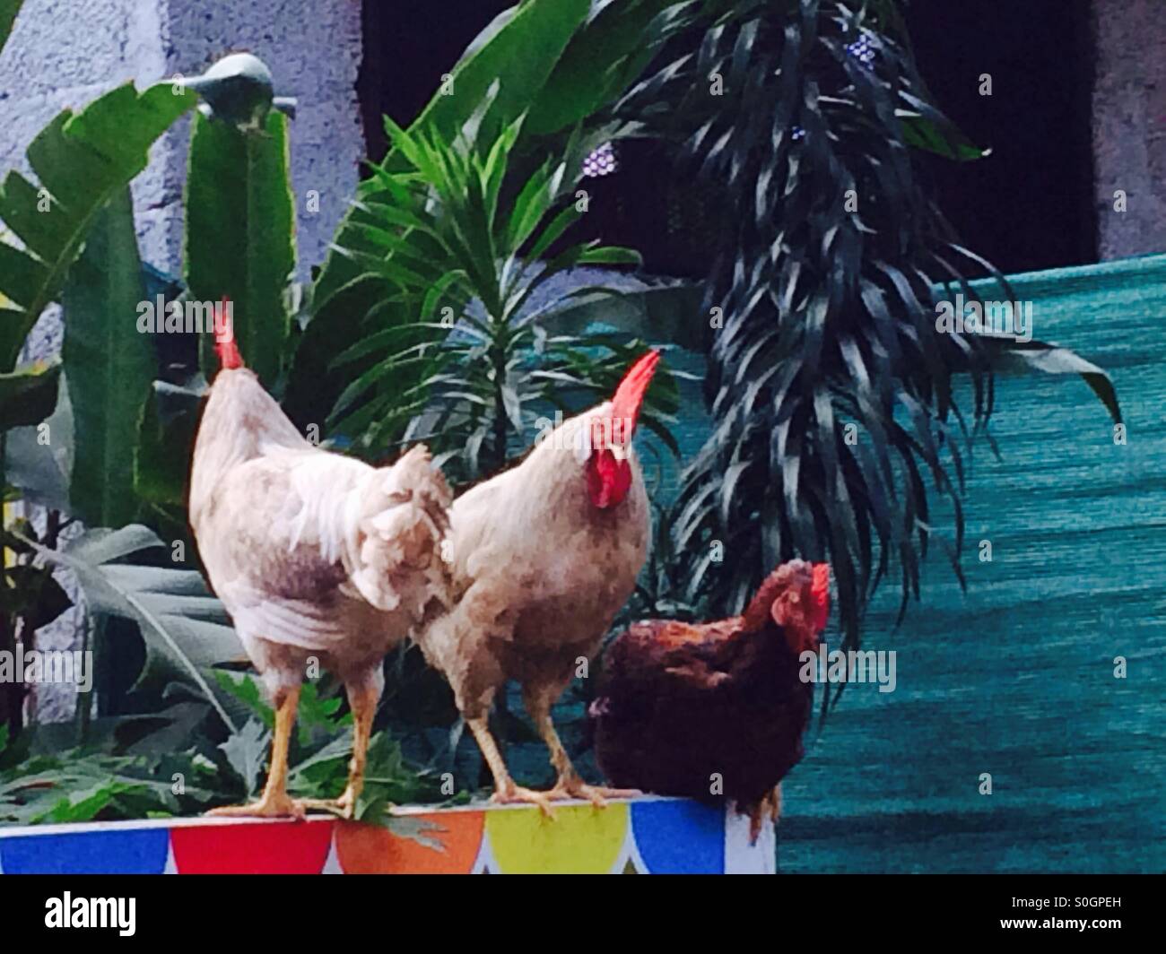 Hens in India Stock Photo - Alamy