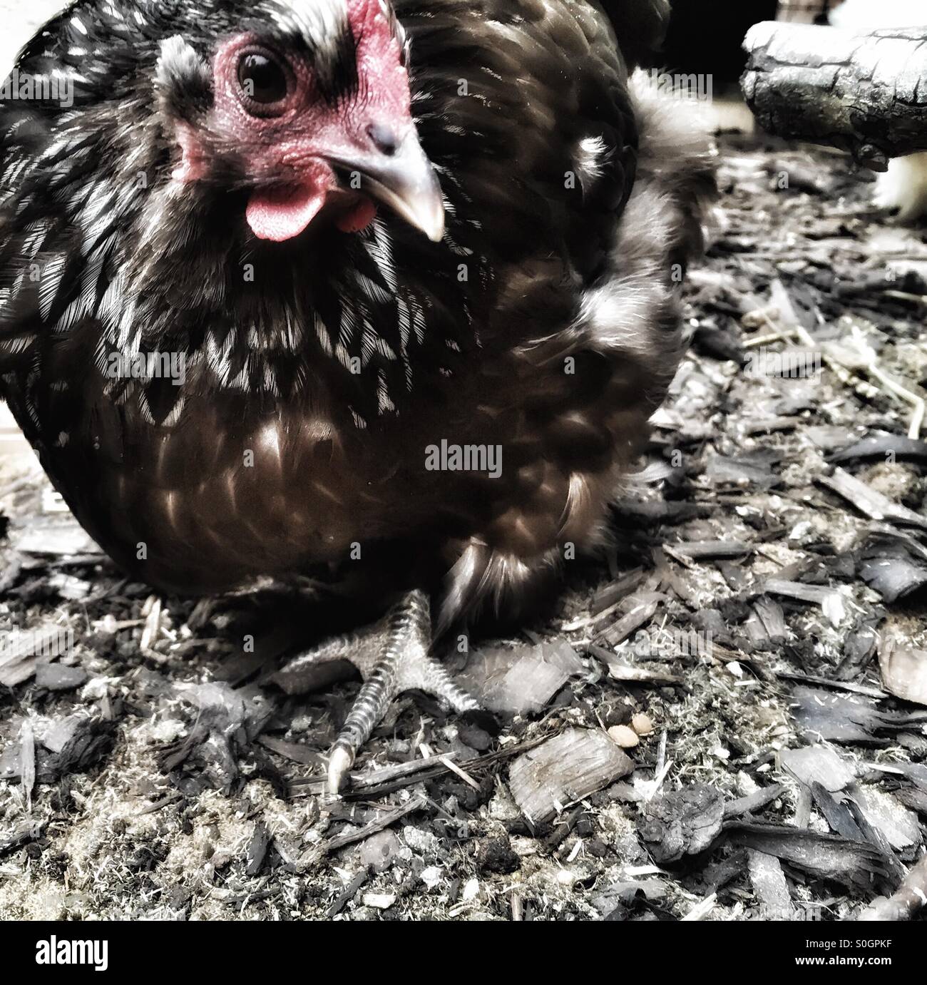 Bantam bird hi-res stock photography and images - Alamy