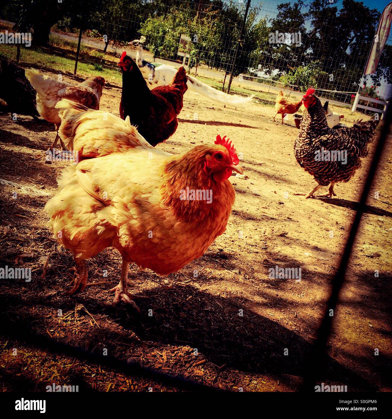 Pen hen hi-res stock photography and images - Alamy