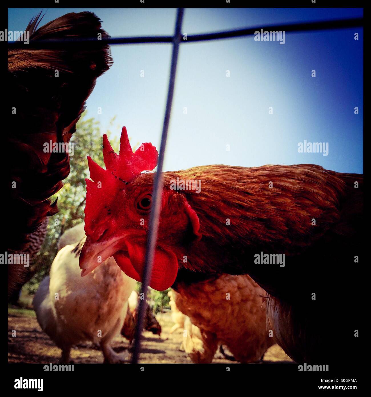 Hen looking out hi-res stock photography and images - Alamy