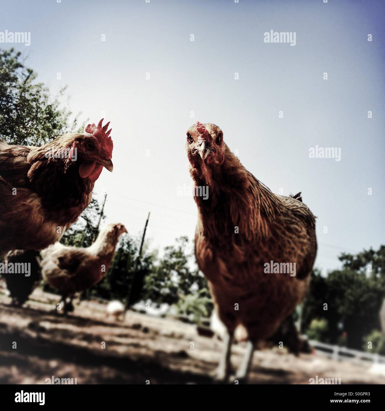 Angry looking chicken hi-res stock photography and images - Alamy