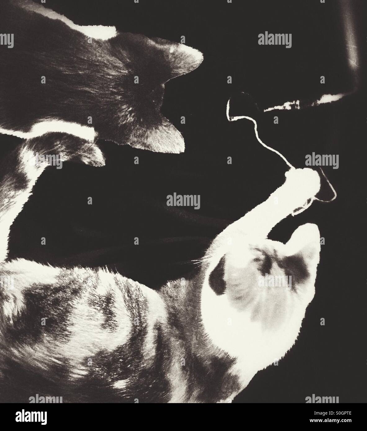 Cats playing with a toy on a string Stock Photo - Alamy