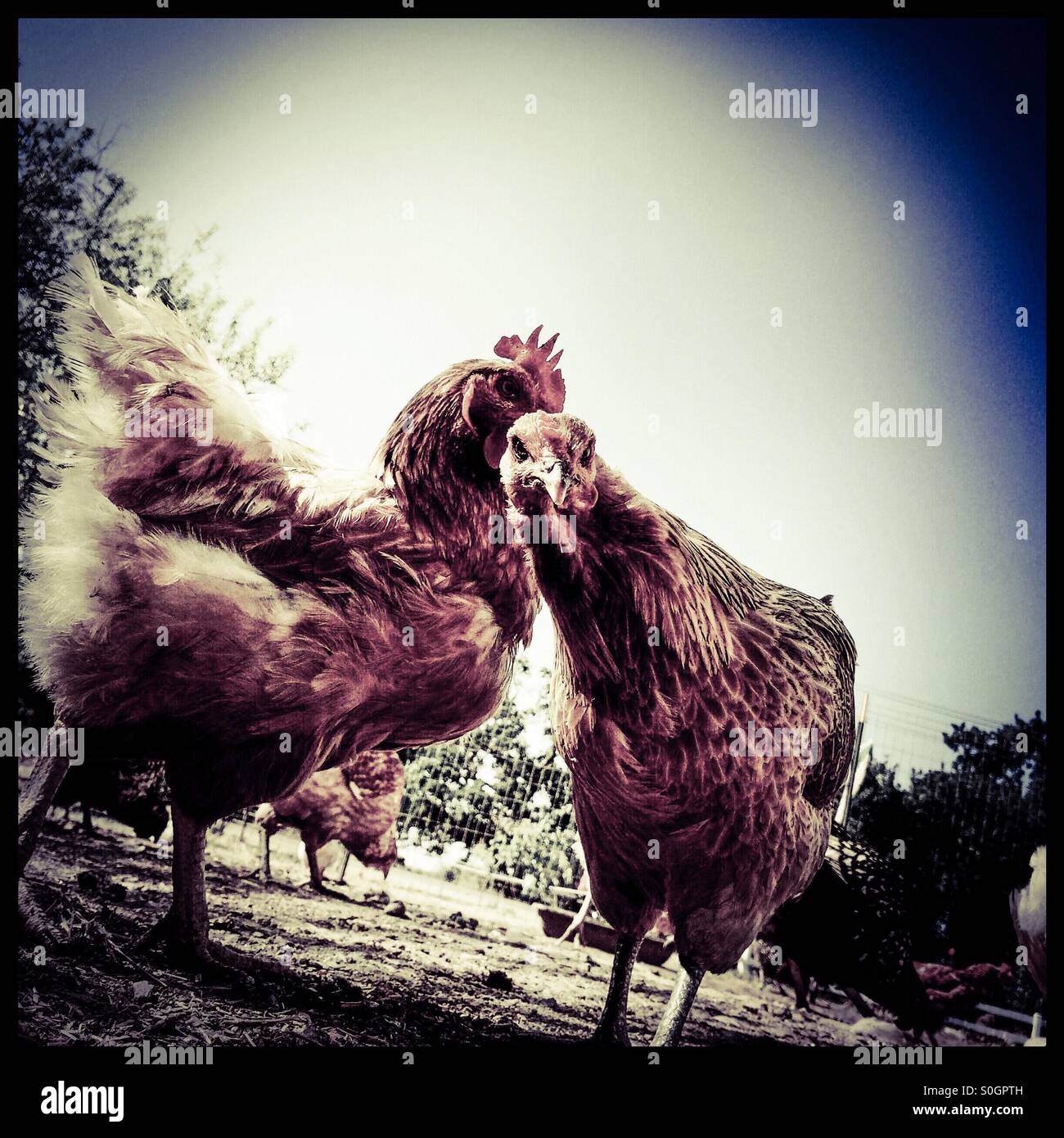 Angry chickens hi-res stock photography and images - Alamy