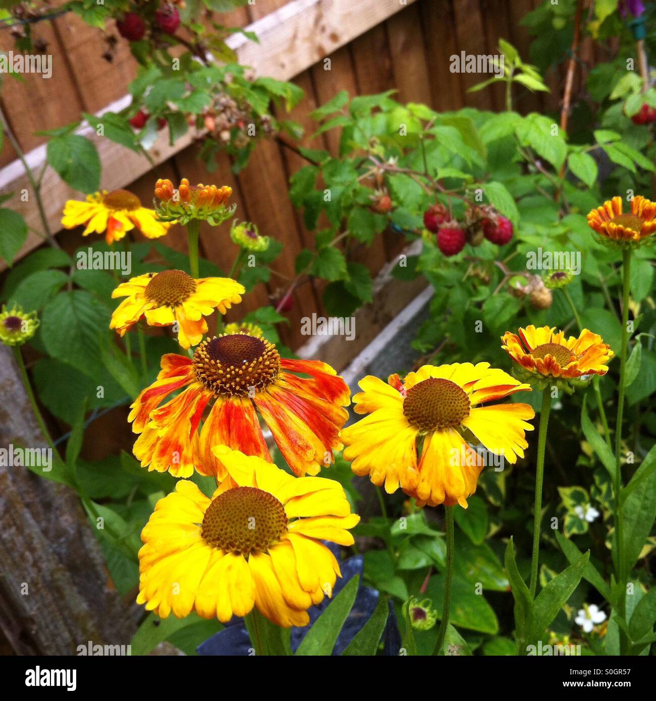 Heleniums hi-res stock photography and images - Alamy