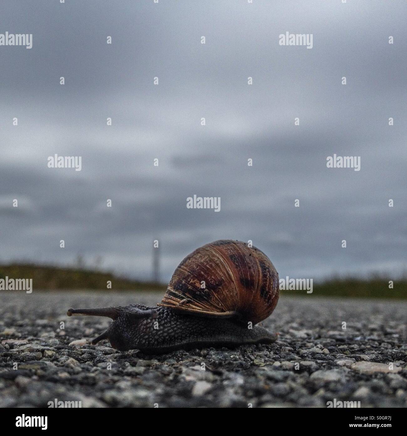 Snail crossing hi-res stock photography and images - Alamy