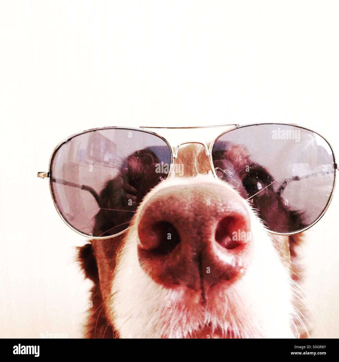 Cool pet hi-res stock photography and images - Alamy