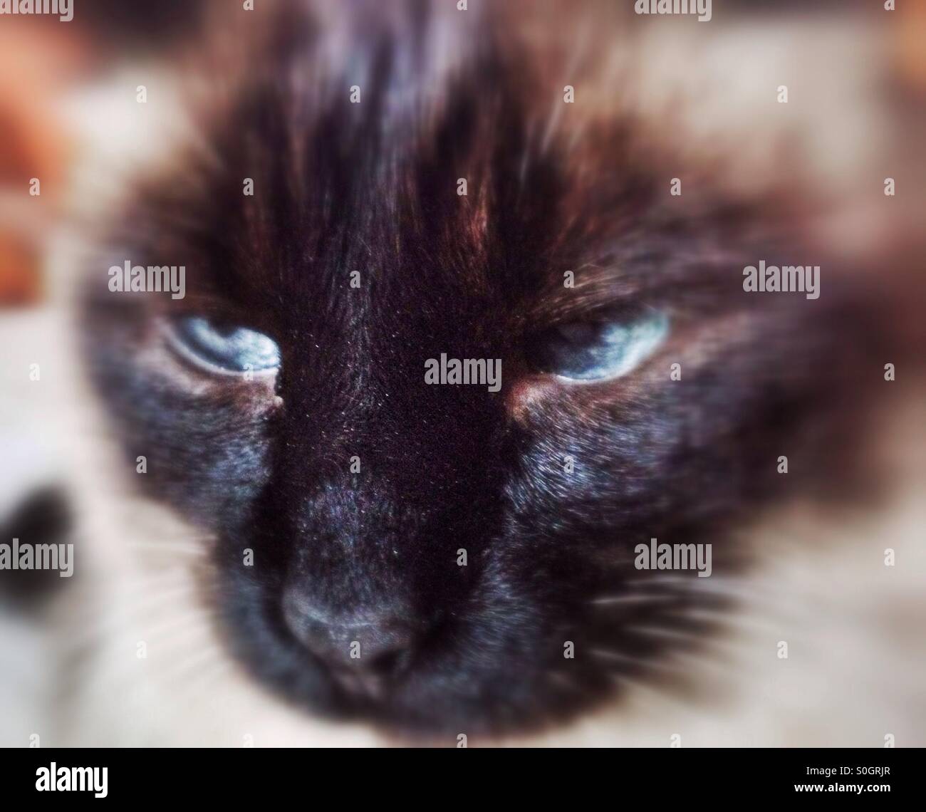 Cute siamese cat hi-res stock photography and images - Alamy