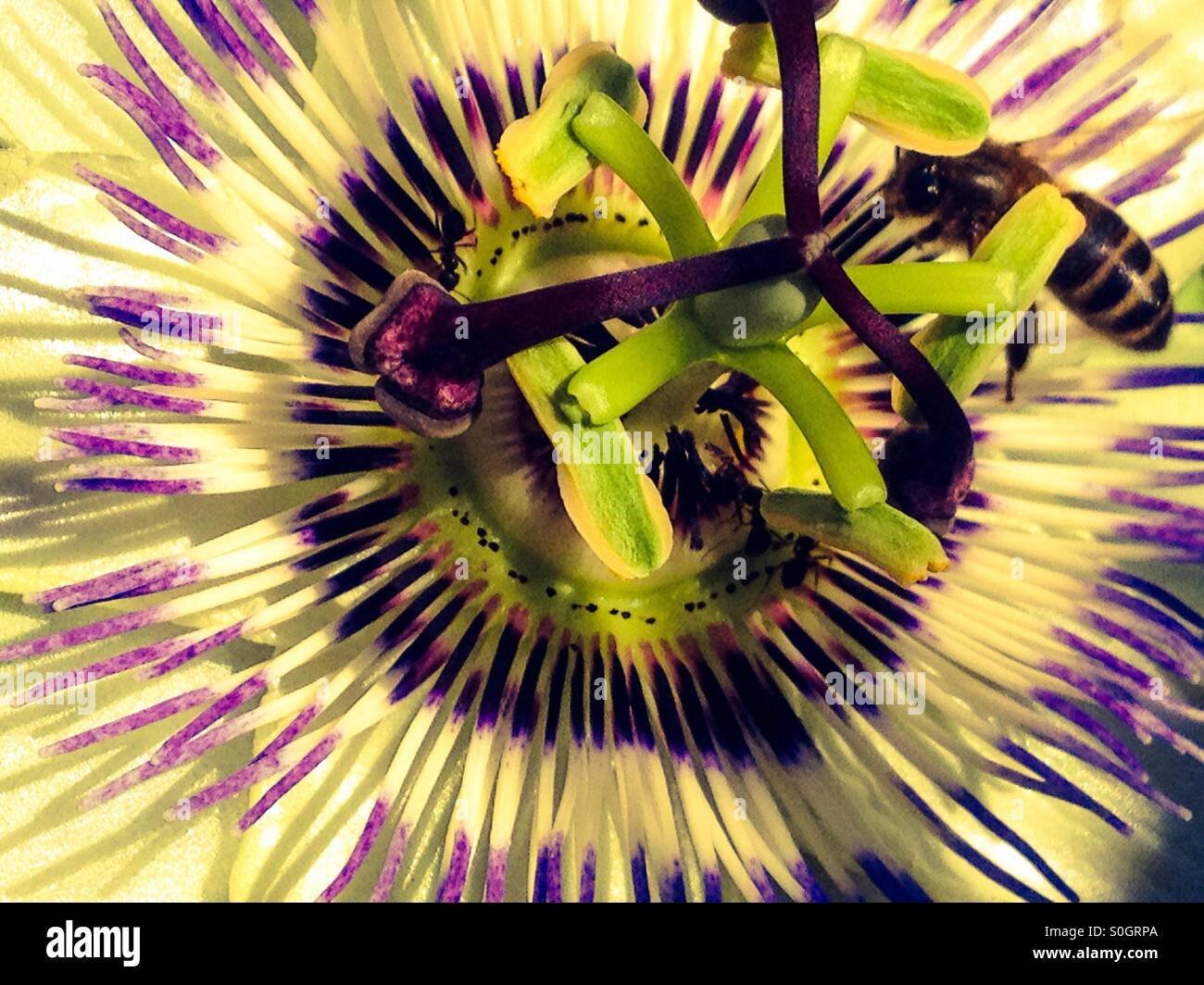 Passion flower bee hi-res stock photography and images - Alamy