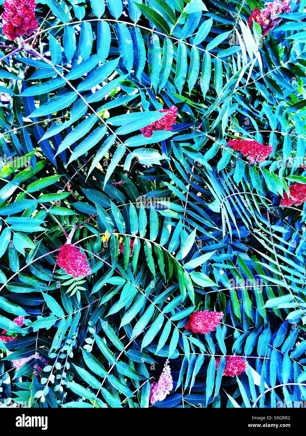 Leaves from a tree with a purple haze filter Stock Photo - Alamy