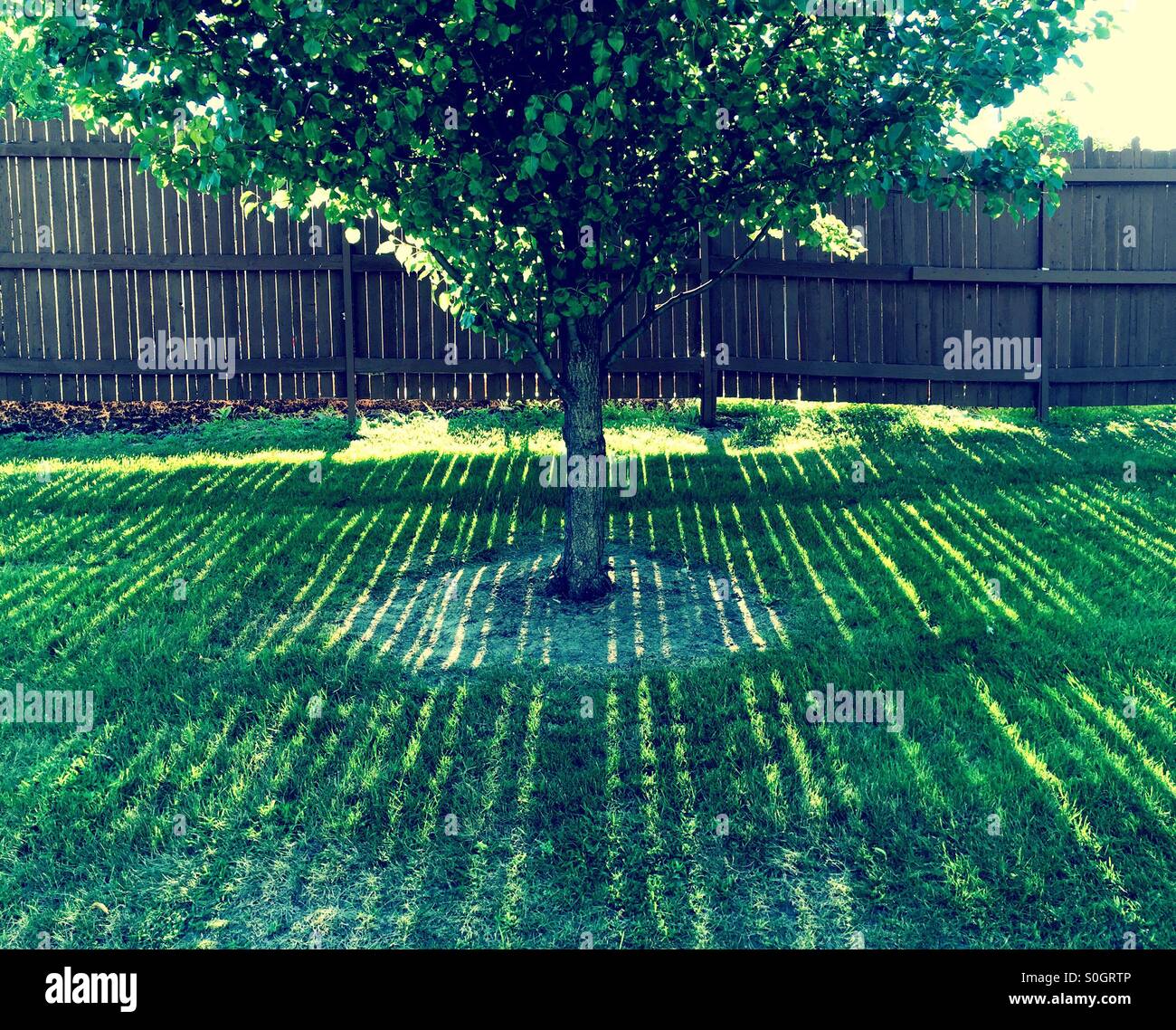 tree with fence Stock Photo - Alamy