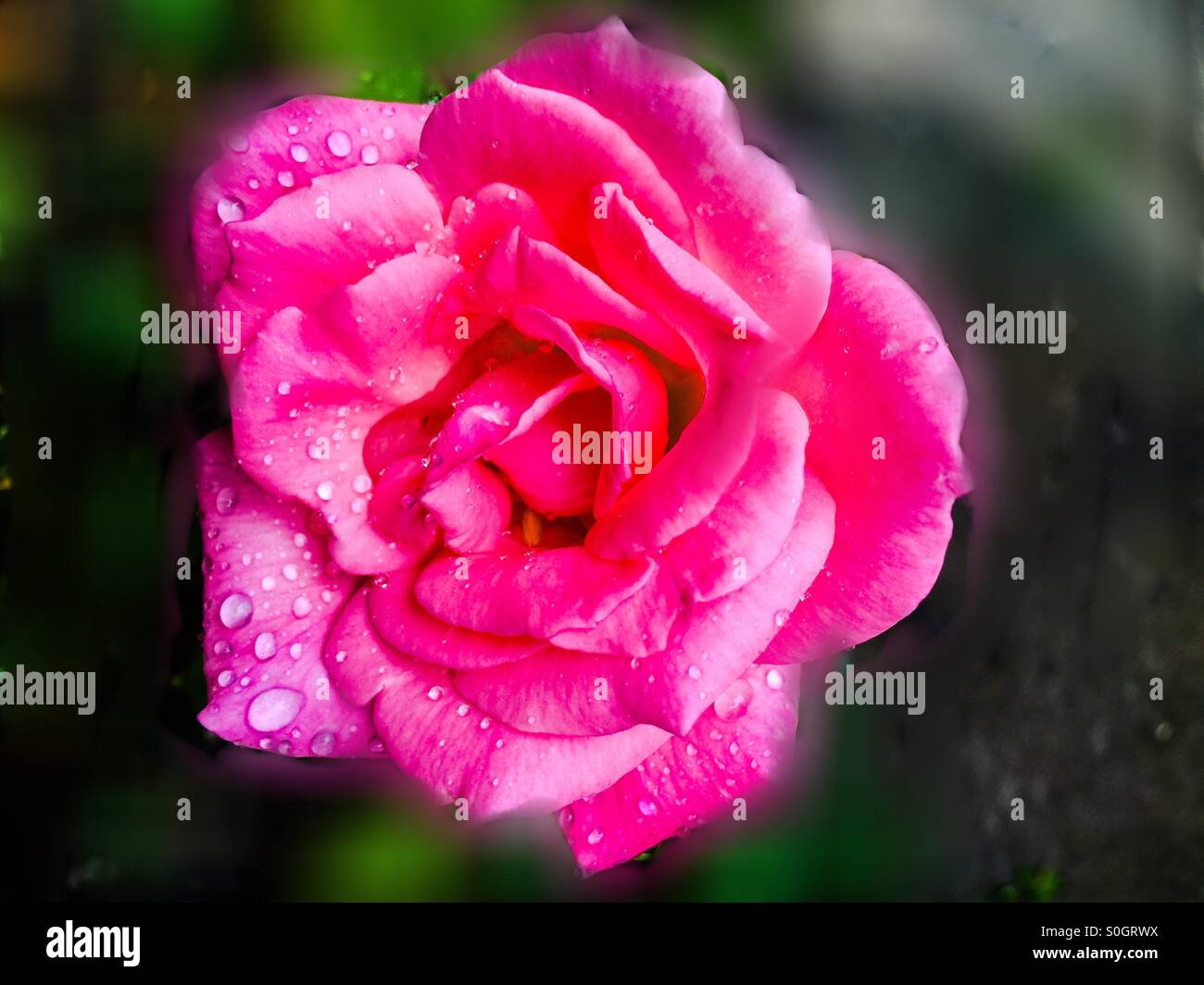 Rose in rain Stock Photo - Alamy