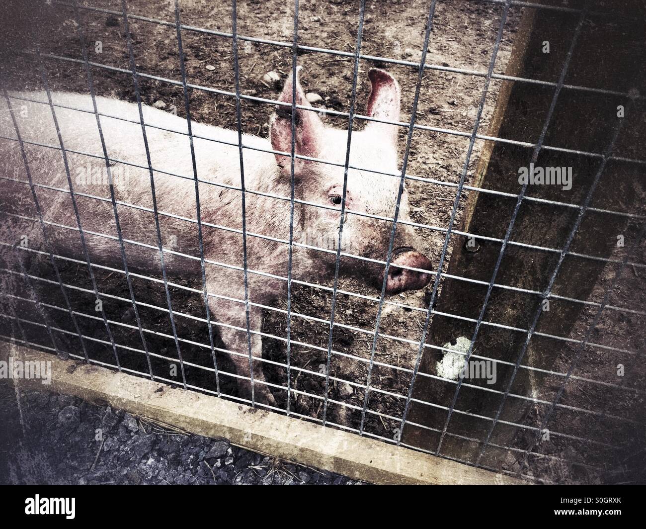 Pig farm animals hi-res stock photography and images - Alamy
